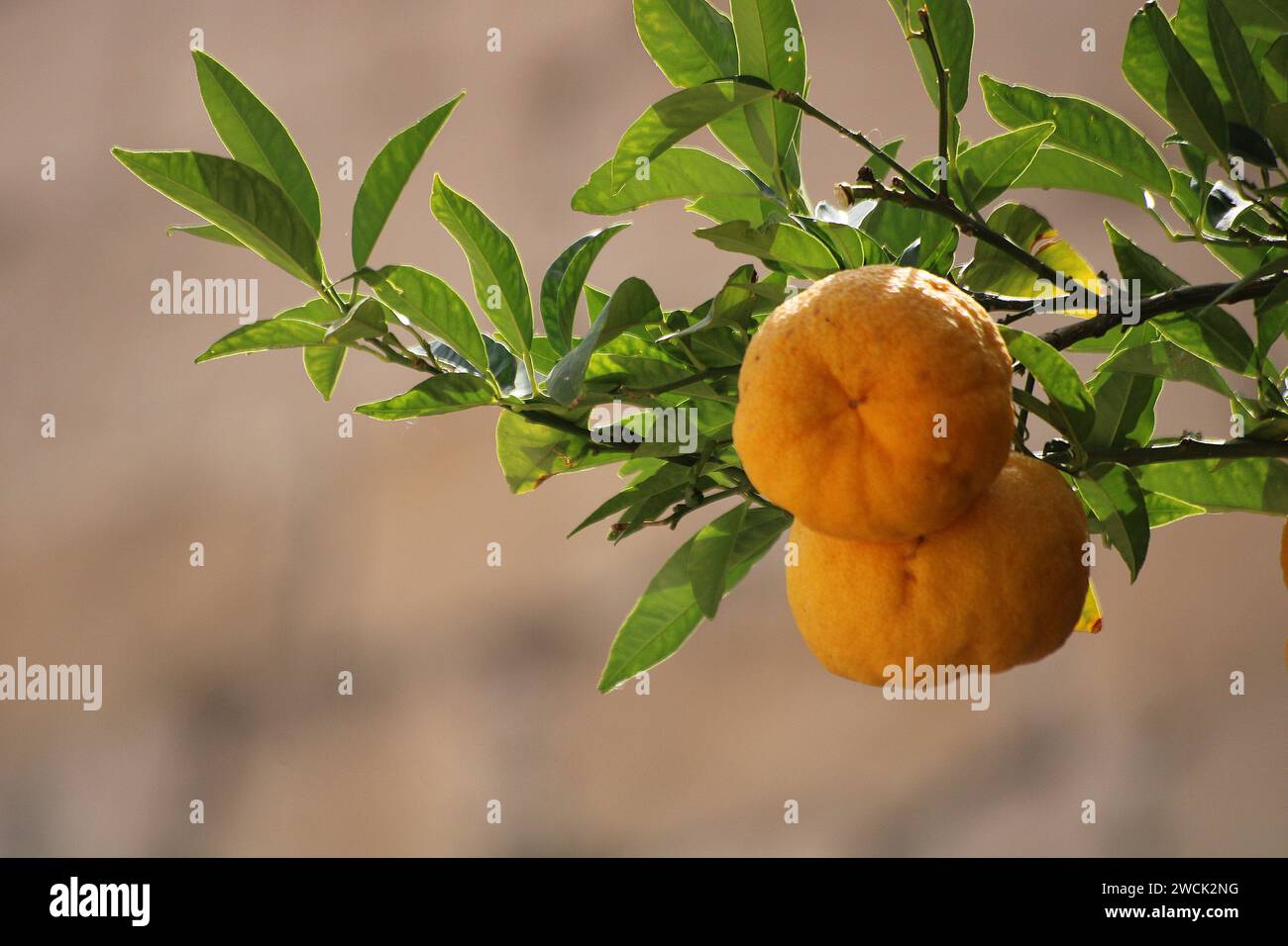 Mandarin lights hi-res stock photography and images - Alamy