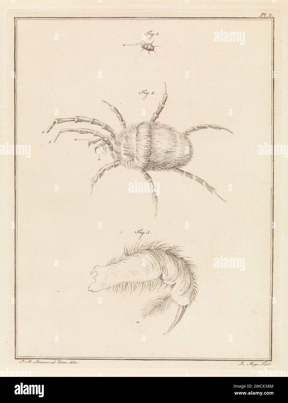 Rode spin, Robbert Muys, after P.M. Brasser, 1778 print Images of a red ...