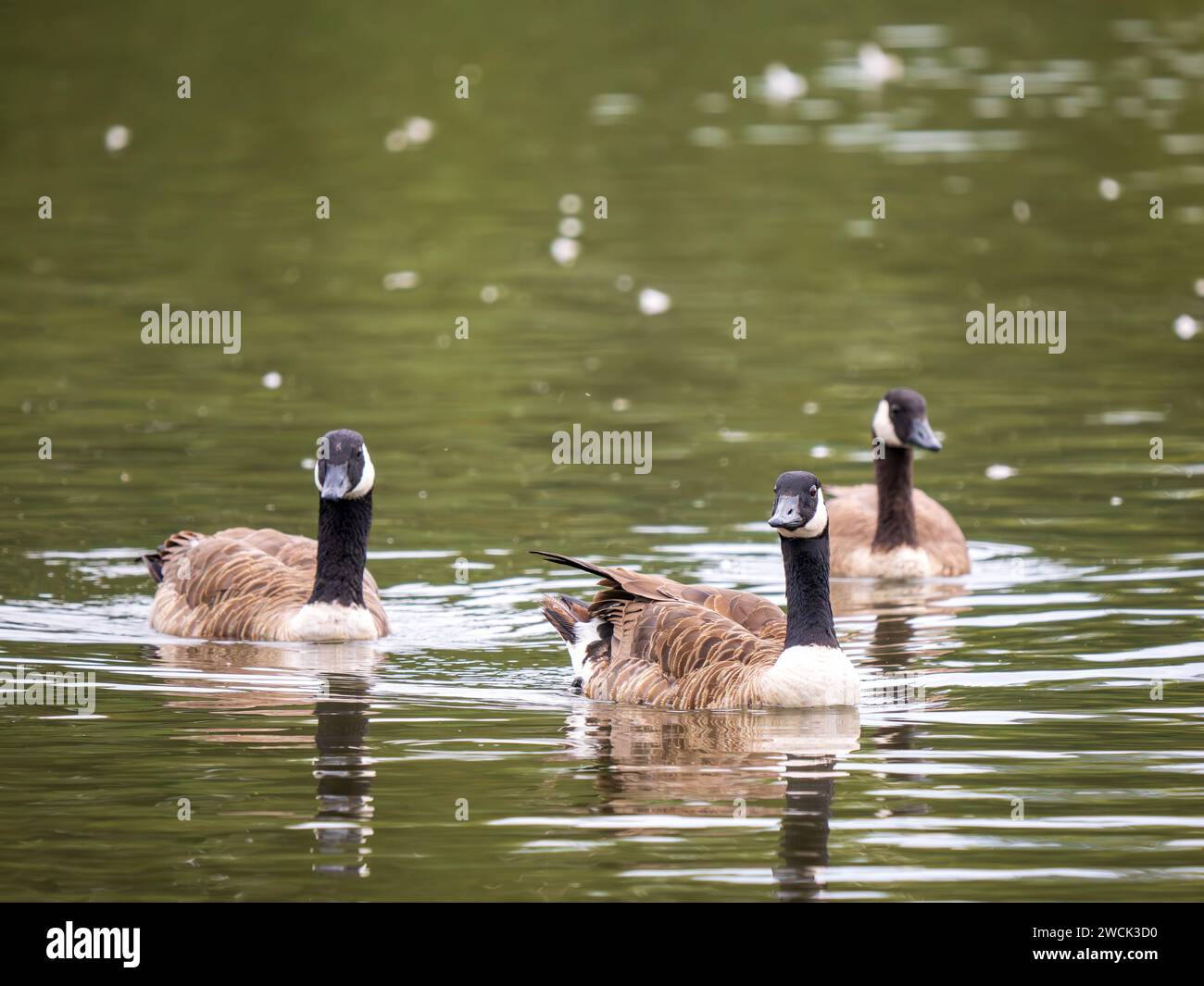 Three Canada Geese Swimming in a Lake Stock Photo - Alamy