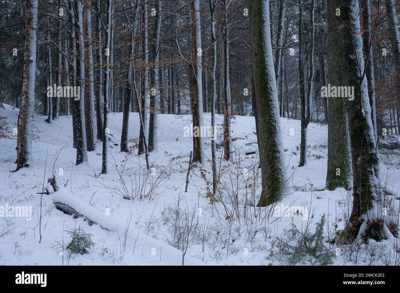 Dense forest blanketed in hi-res stock photography and images - Alamy
