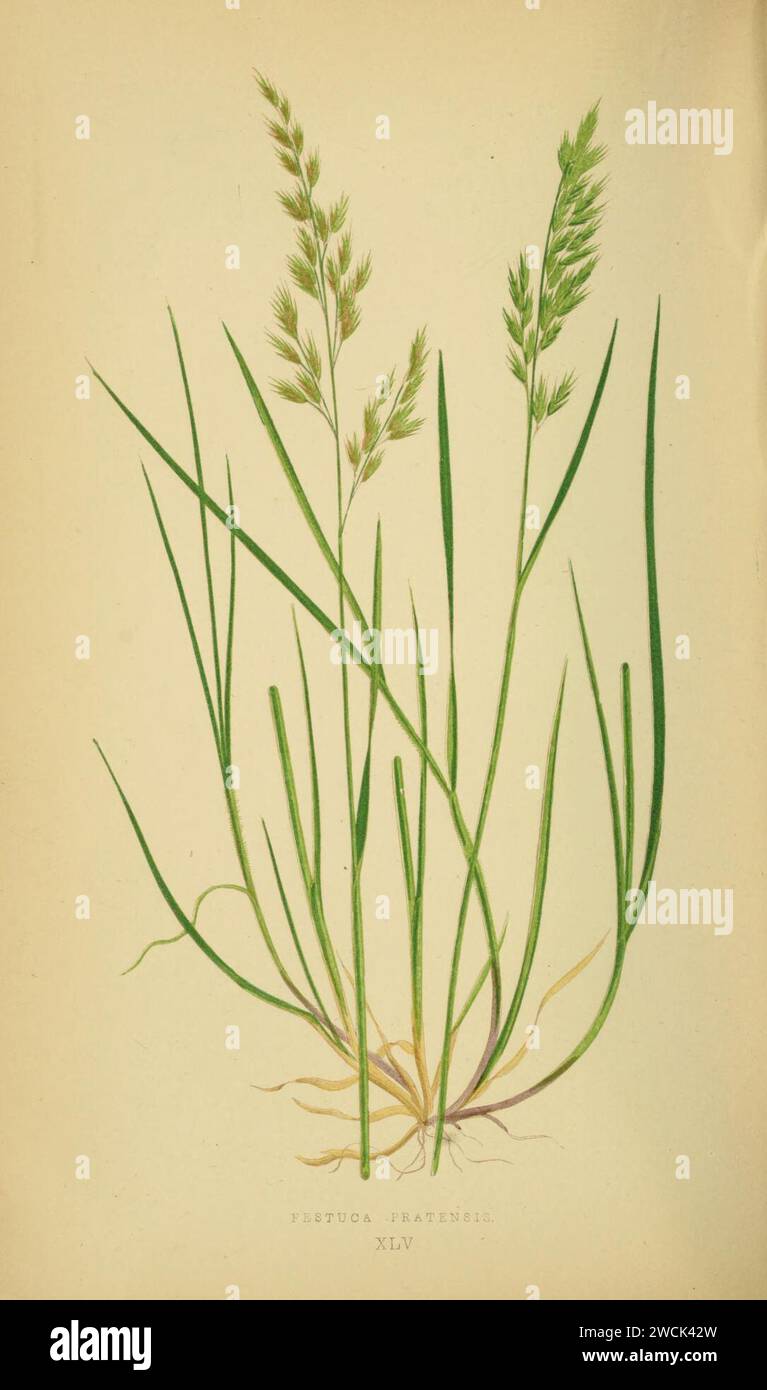 Natural history of british grasses hi-res stock photography and images ...