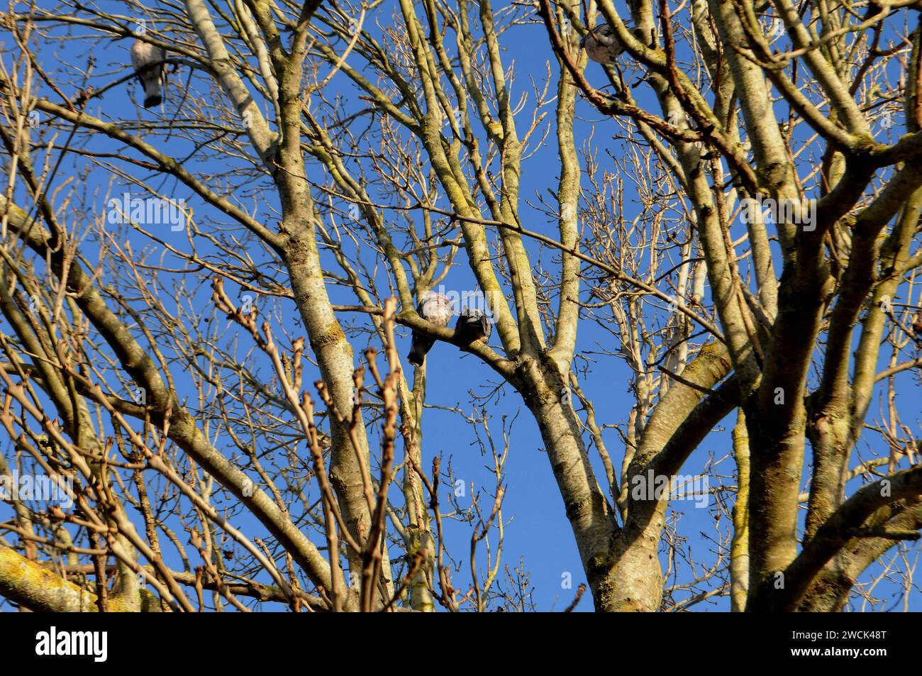Copenhagen, Denmark /16 January 2024/.Weather pigeons bird enjoy day ...