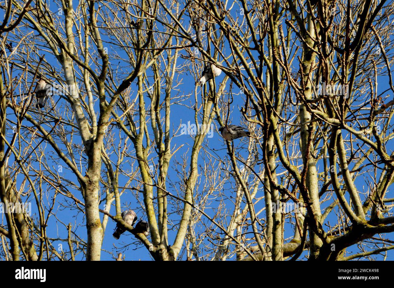 Copenhagen, Denmark /16 January 2024/.Weather pigeons bird enjoy day ...