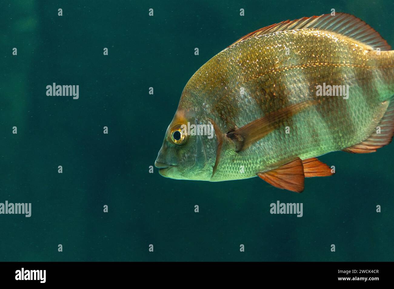 Different fish species hi-res stock photography and images - Alamy