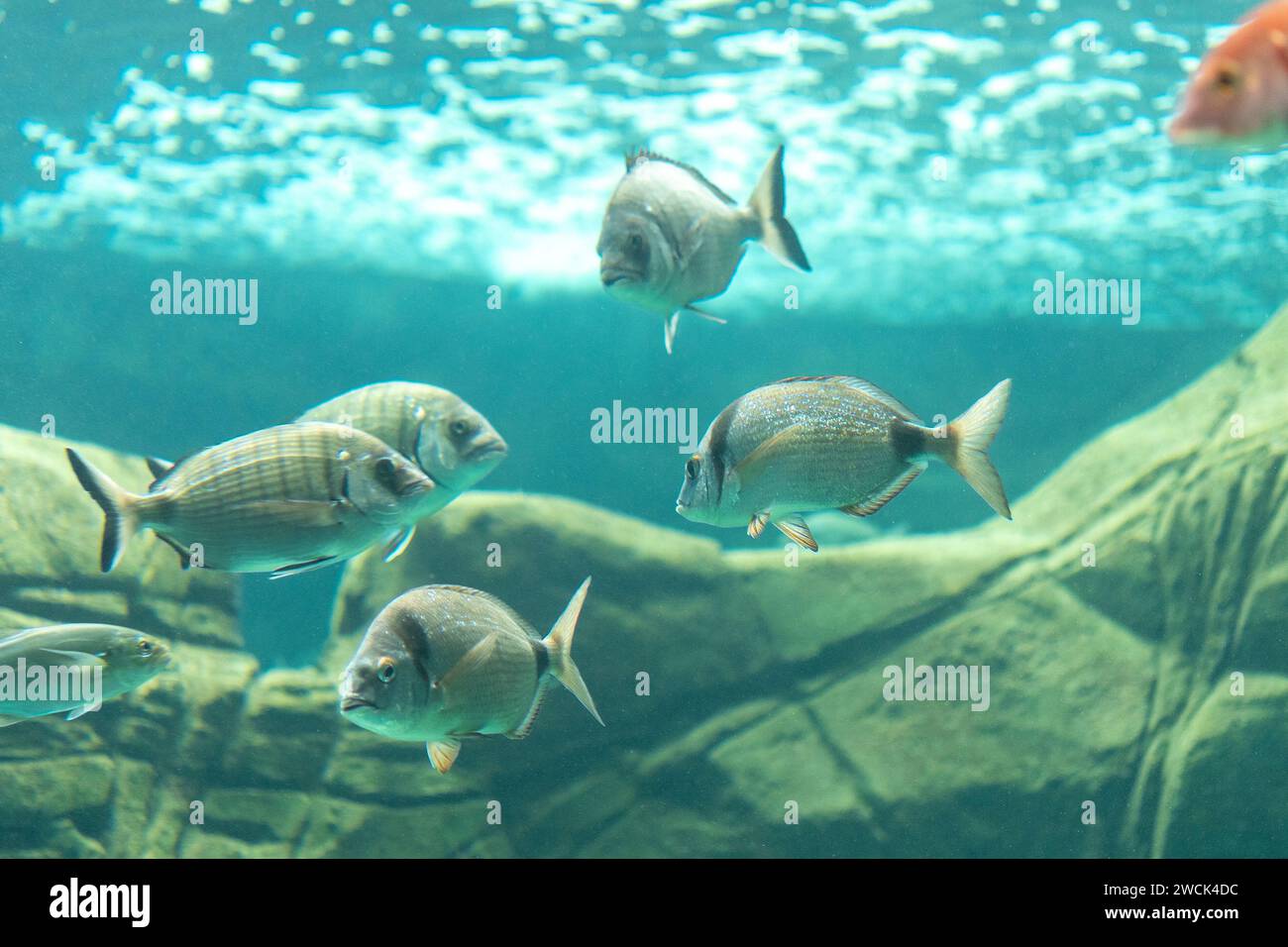 Different fish species hi-res stock photography and images - Alamy