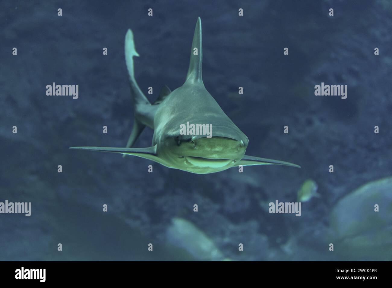 Silvertip shark swimming in deep sea aquarium Stock Photo - Alamy