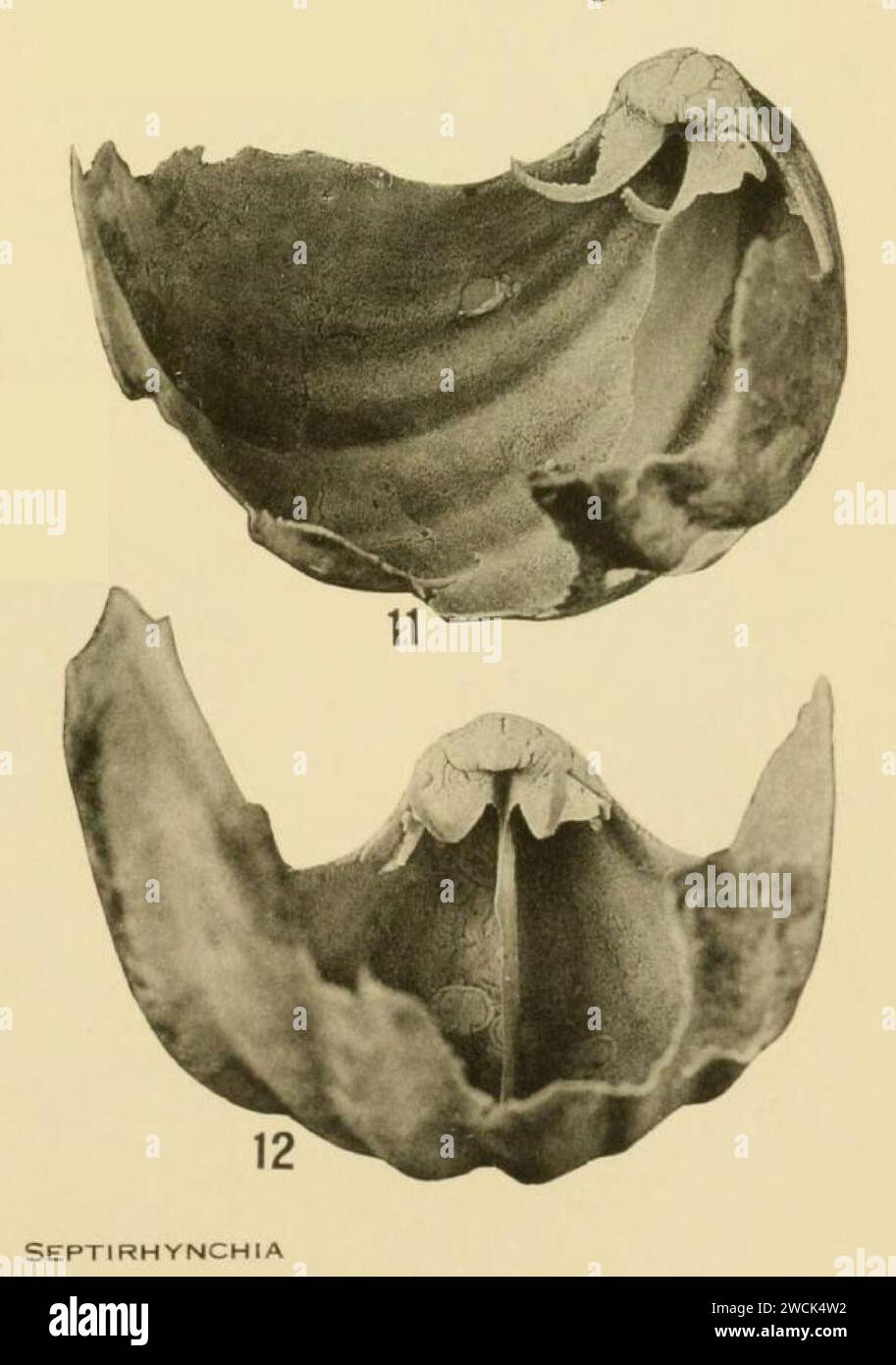 A New Species of the Jurassic Brachiopod Genus Septirhynchia Plate 1 ...