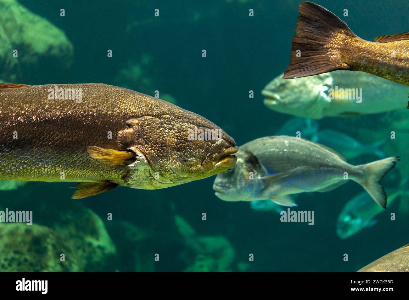 Various species fish saltwater hi-res stock photography and images - Alamy