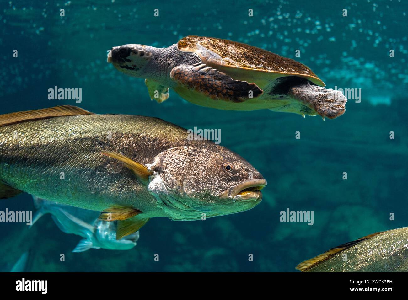 View of sea turtle swimming with fishes in sea aquarium Stock Photo - Alamy