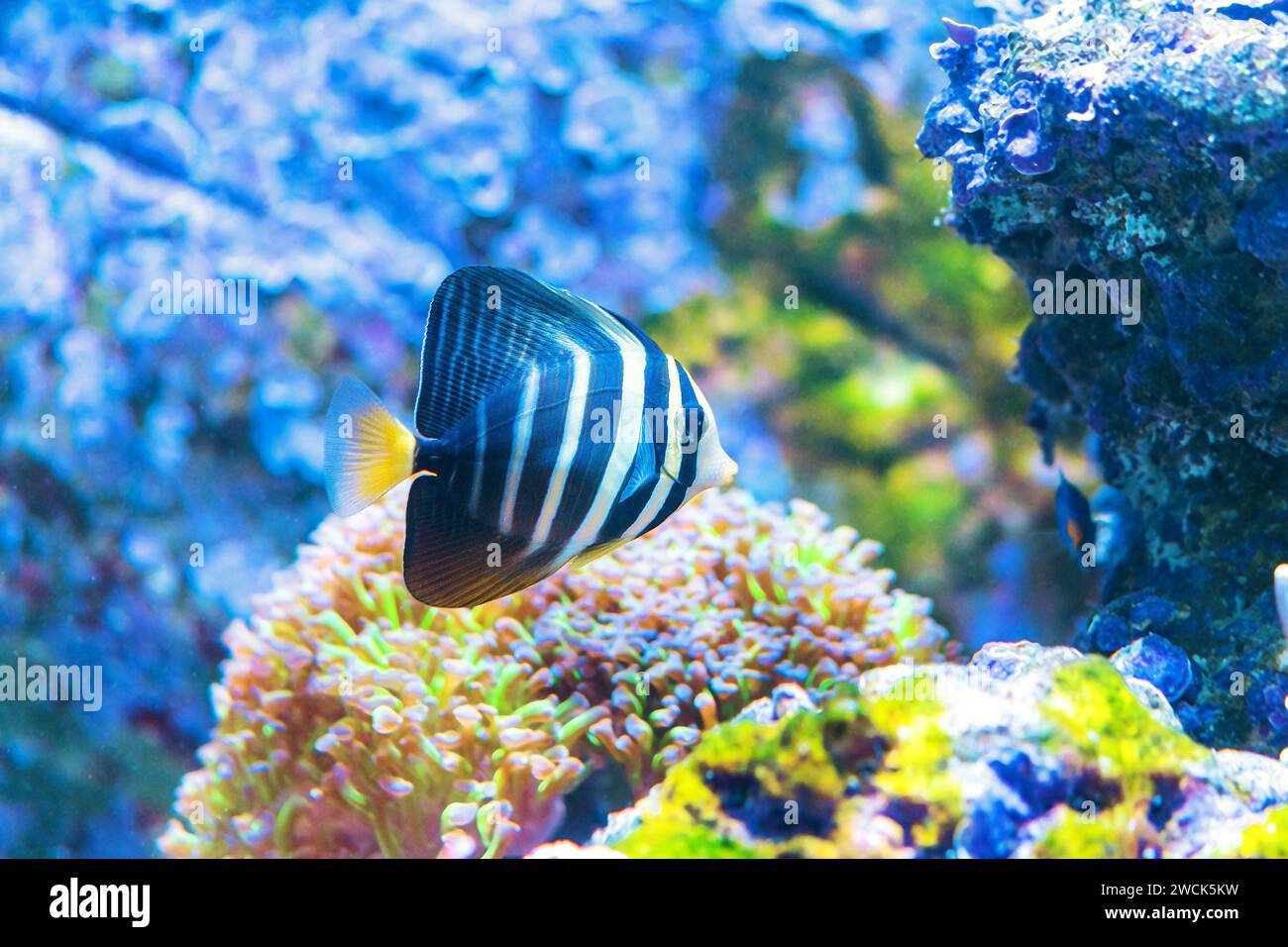 Peacock angelfish swimming in sea aquarium Stock Photo - Alamy