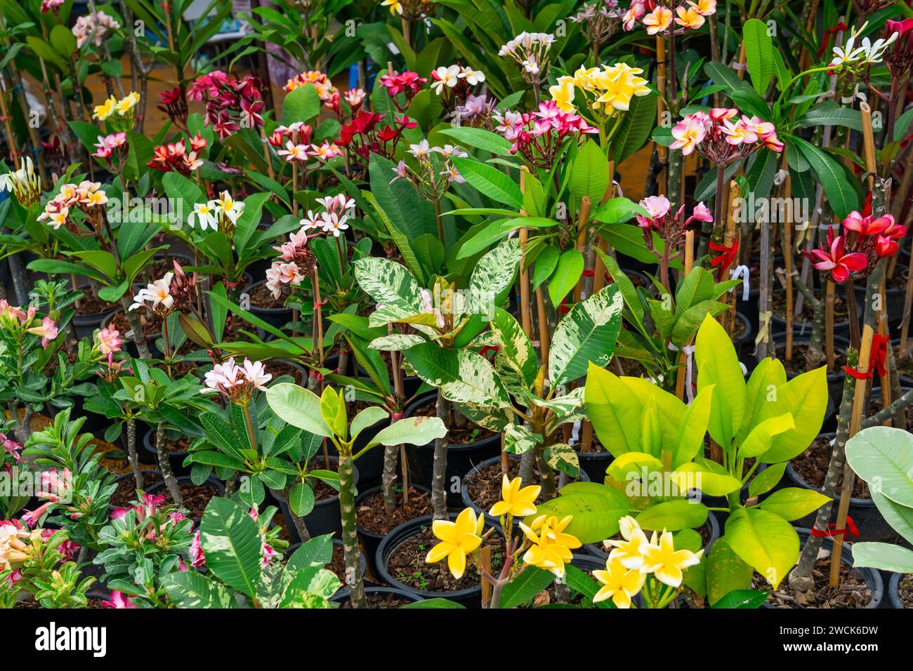 Saplings hybrid selection varieties of plumeria plants with variegated ...