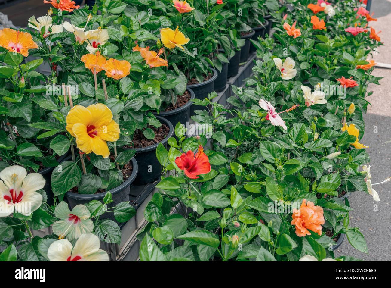 Hybrid rare breeding shrubs of flowering hibiscus colorful flowers ...