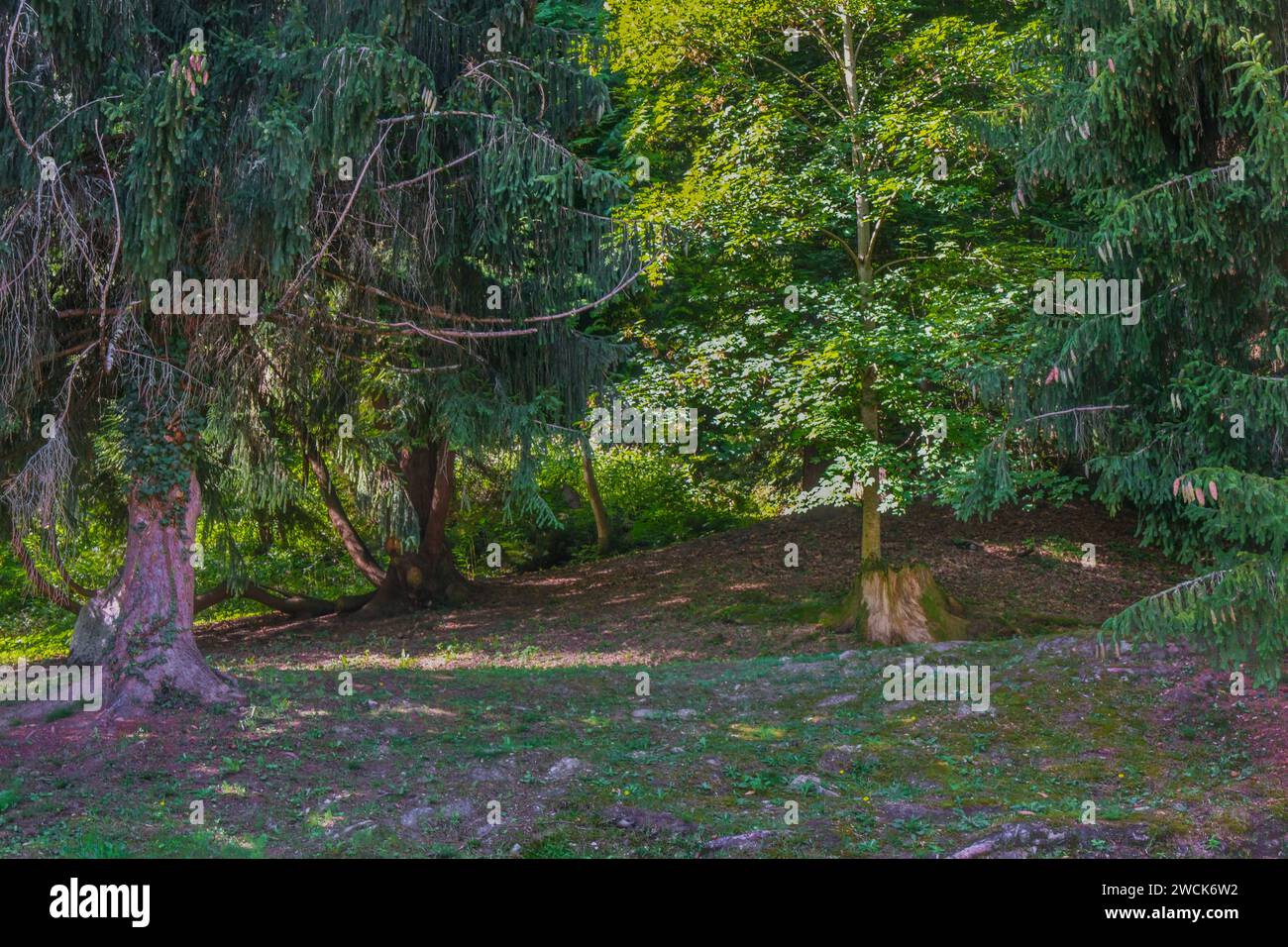 Aran Valley, Spain, forests, rivers, waterfalls, mountains Stock Photo ...