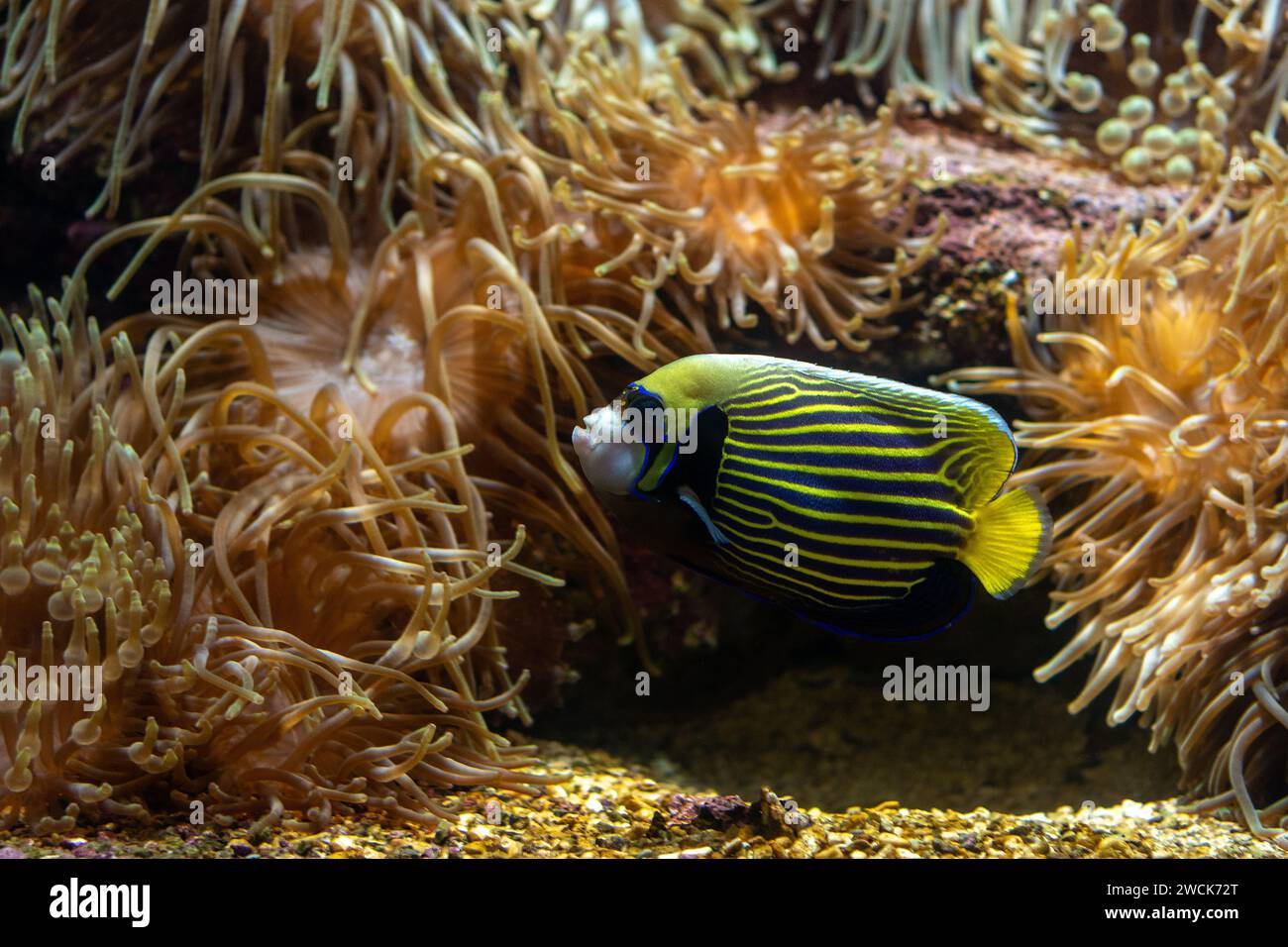 Tropical fishes swimming in sea aquarium Stock Photo - Alamy