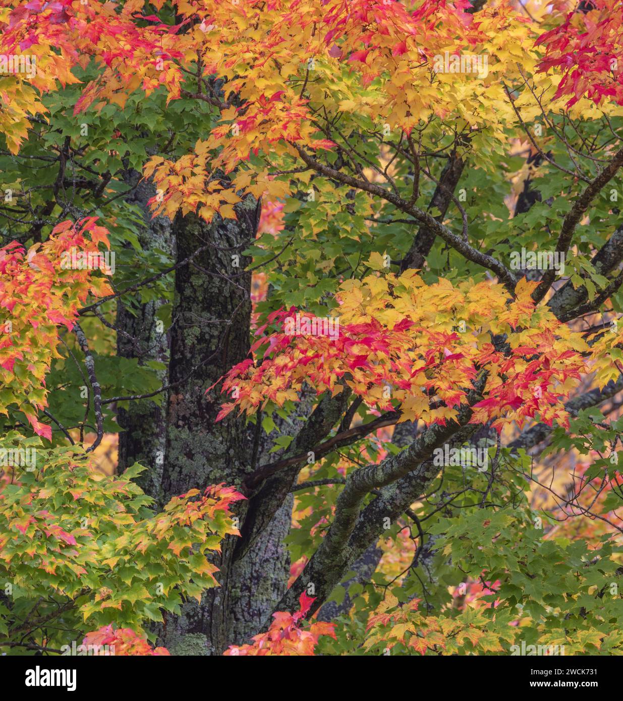 Red maple tree displaying a wide range of fall colors in a northern ...