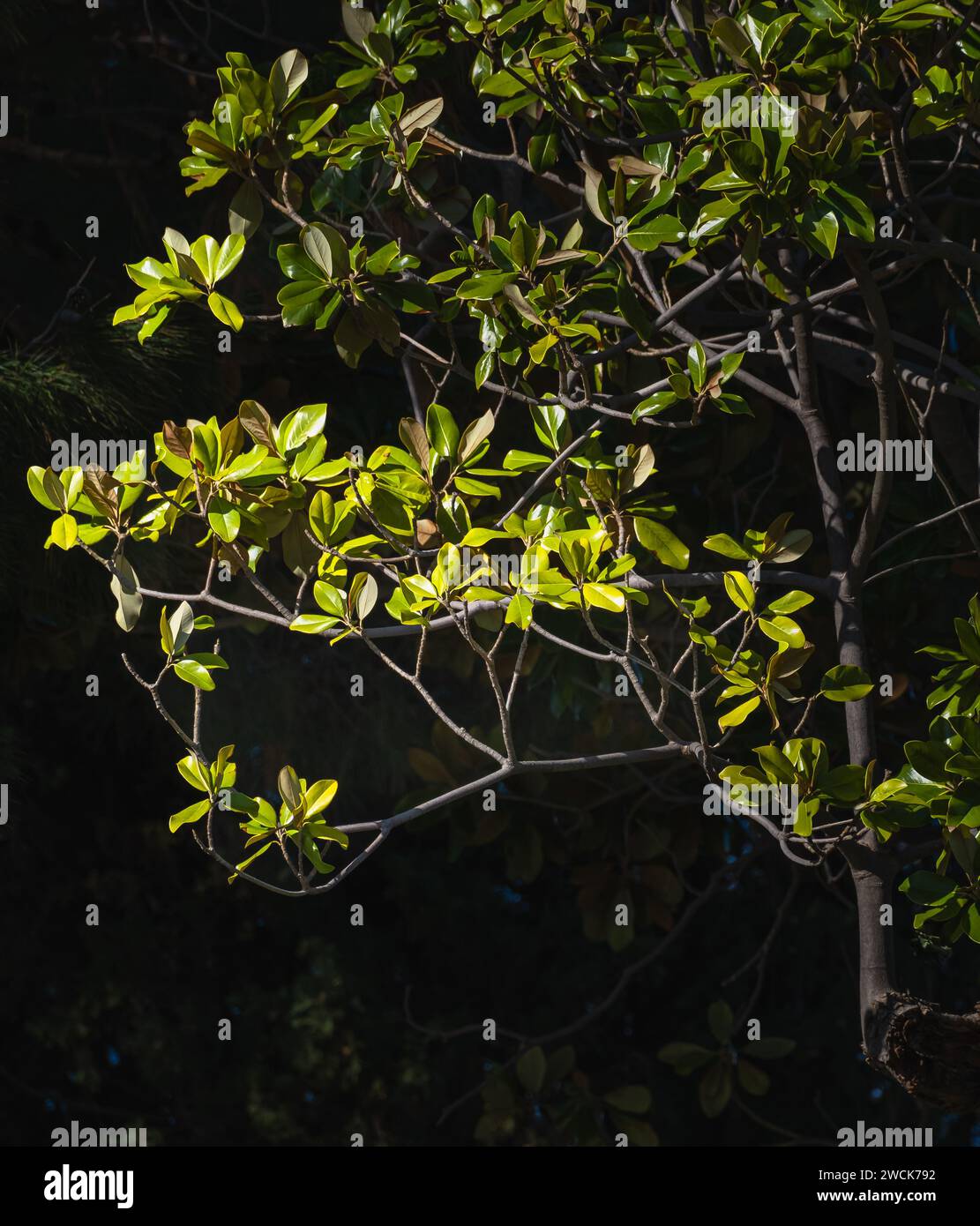 Southern Magnolia. Magnolia grandiflora in park, Beautiful magnolia ...