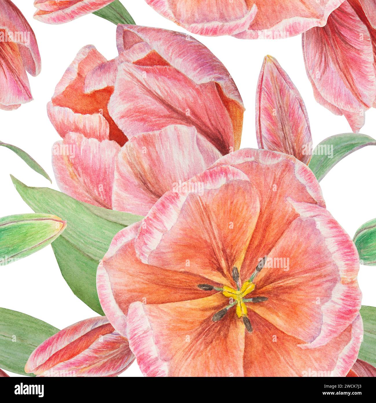 Pink tulips seamless pattern painted in watercolor, realistic botanical ...