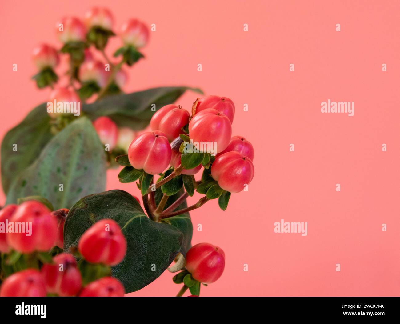 St johns wart flower hi-res stock photography and images - Alamy
