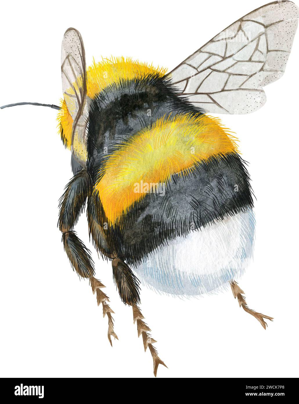 Cute earth bumblebee. Insect for t-shirt graphics. Watercolor bumblebee ...