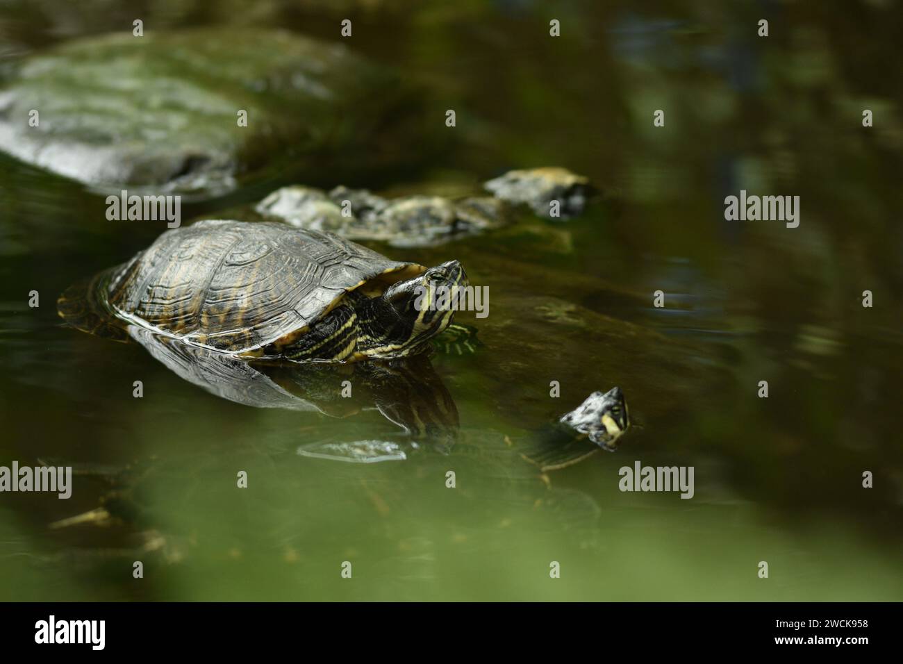 Turtle swimming to camera hi-res stock photography and images - Alamy