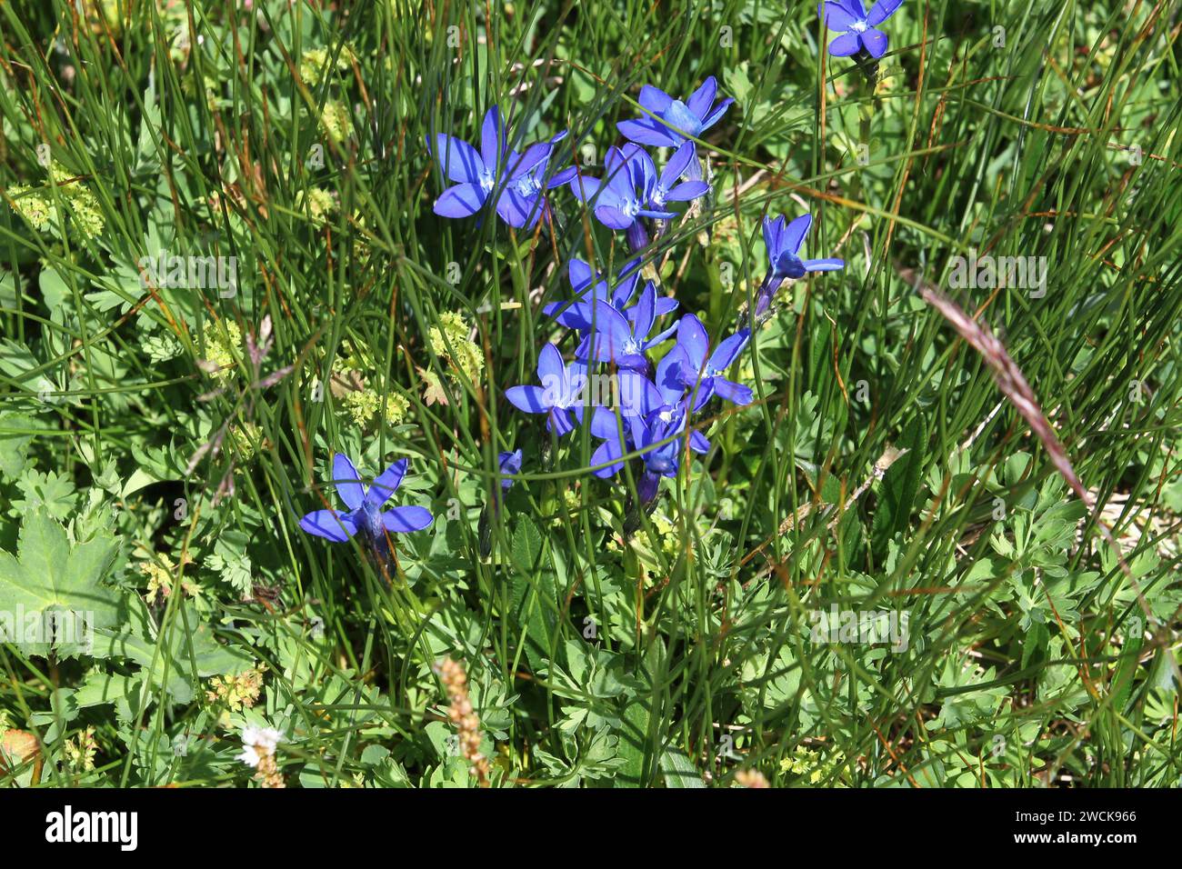 Fleur de montagne - alpes francaises Stock Photo - Alamy