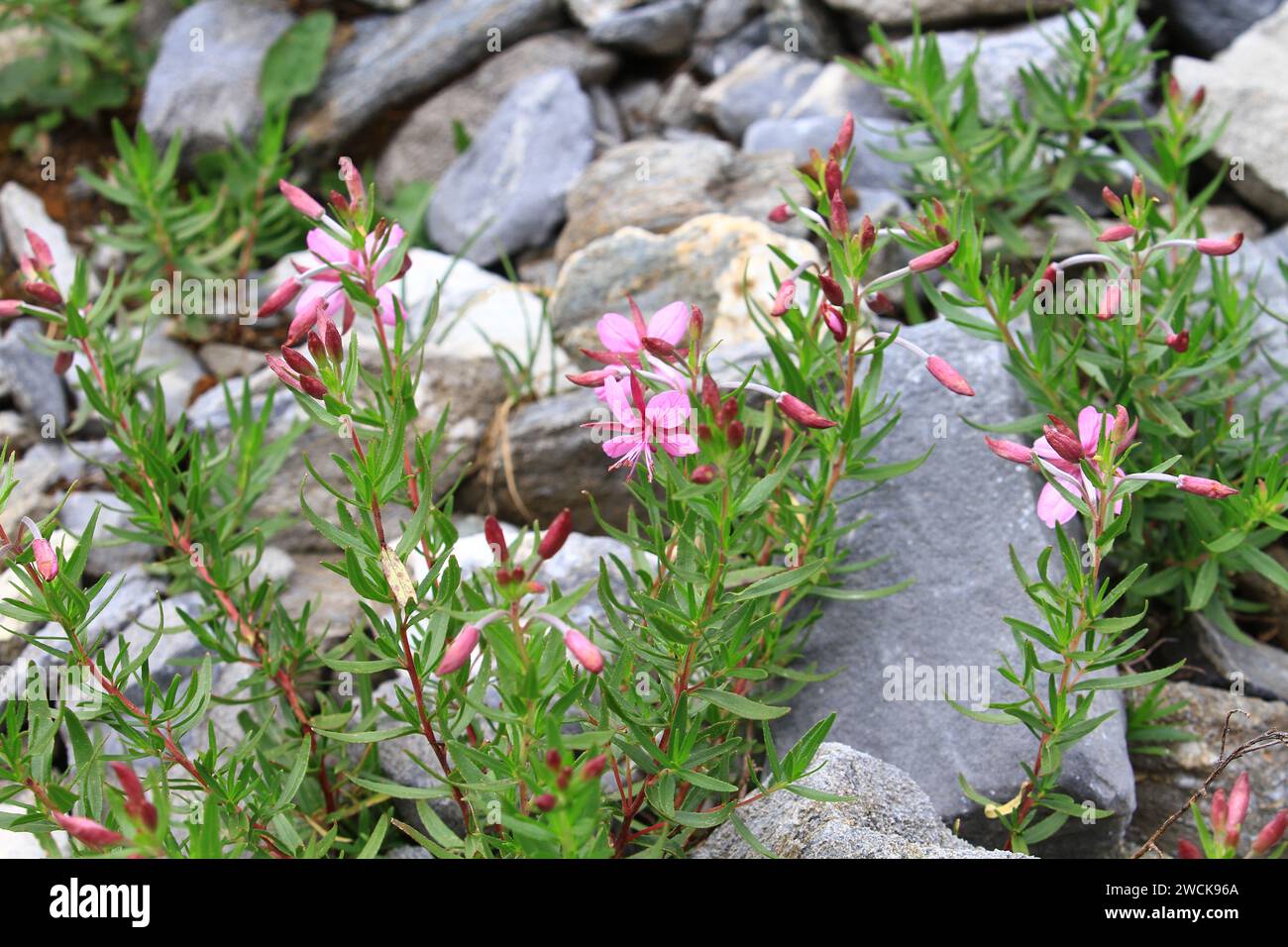 Fleur de montagne - alpes francaises Stock Photo - Alamy
