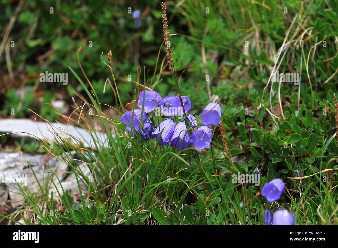 Alpes fleur hi-res stock photography and images - Alamy
