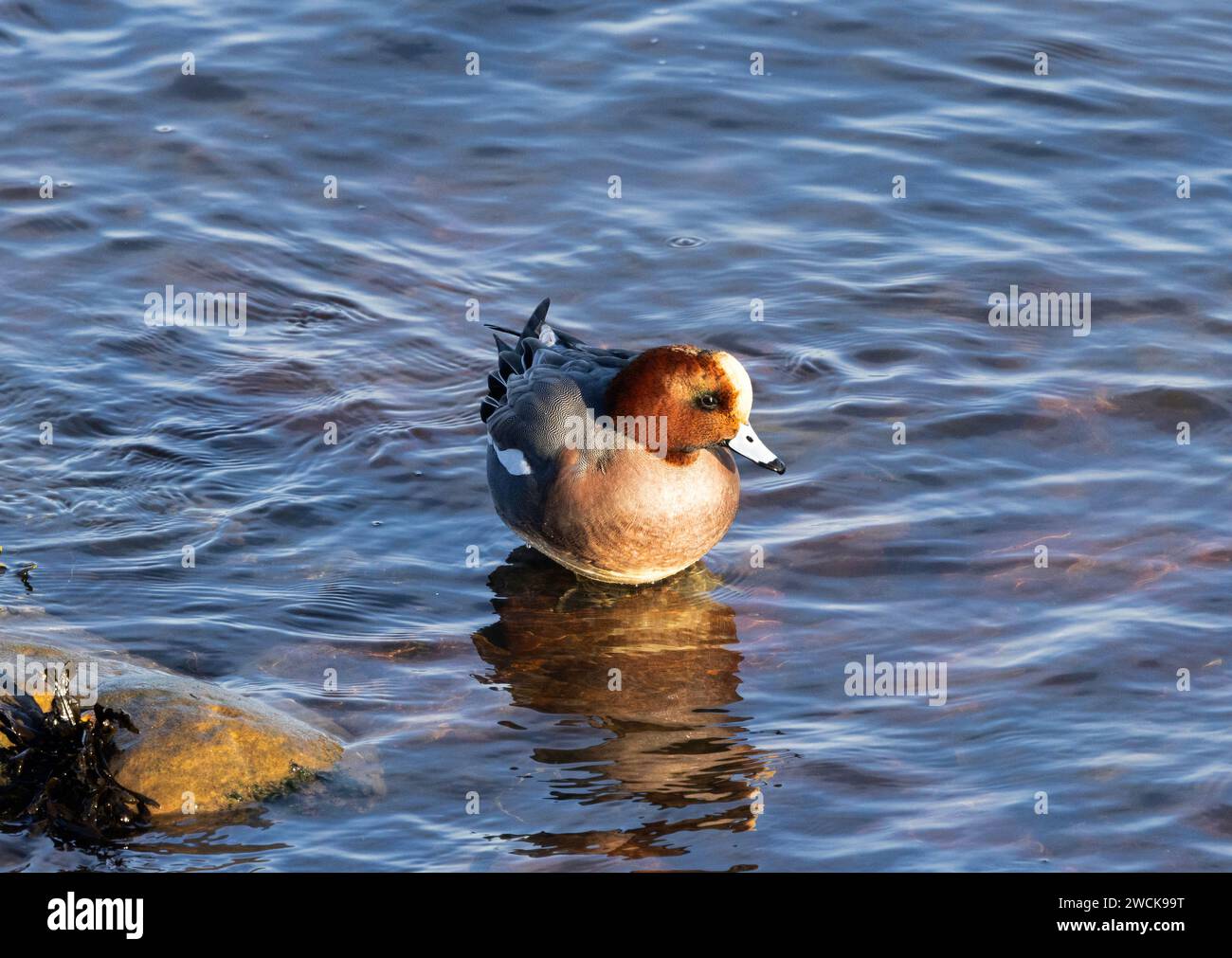 The drake Wigeon is more brightly coloured than the cryptic female ...
