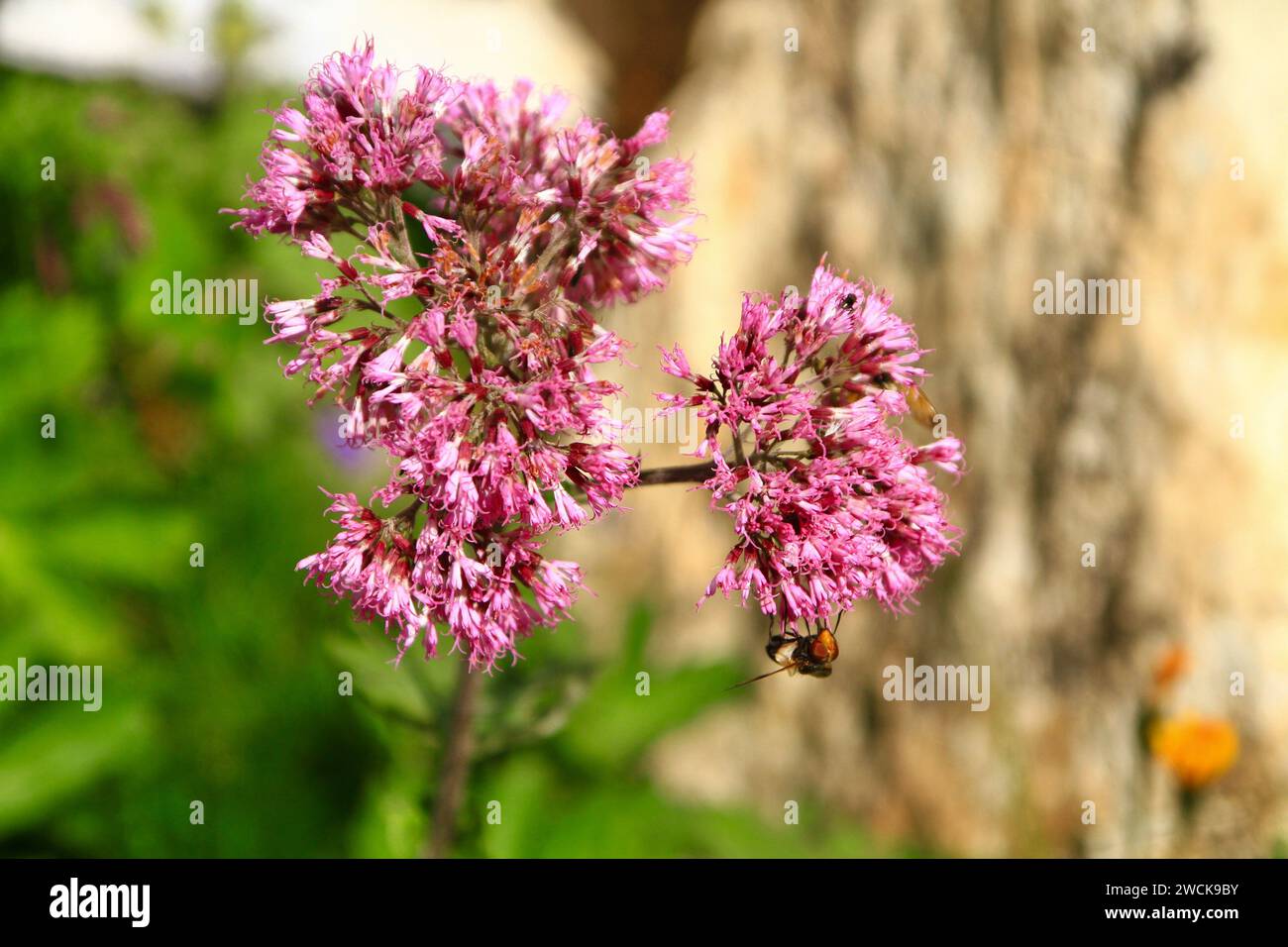 Alpes fleur hi-res stock photography and images - Alamy