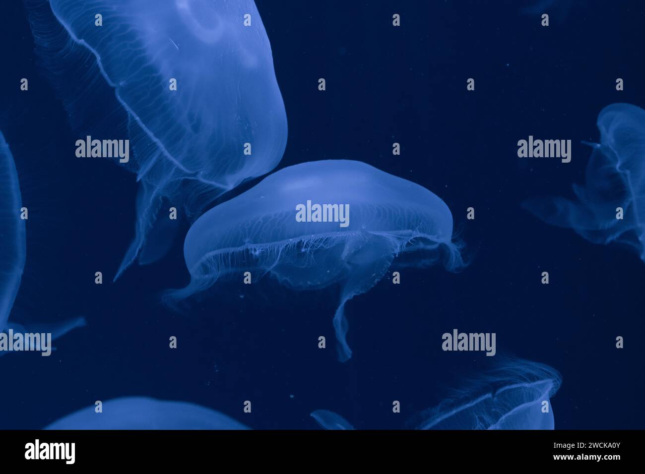 Jellyfish texture hi-res stock photography and images - Alamy