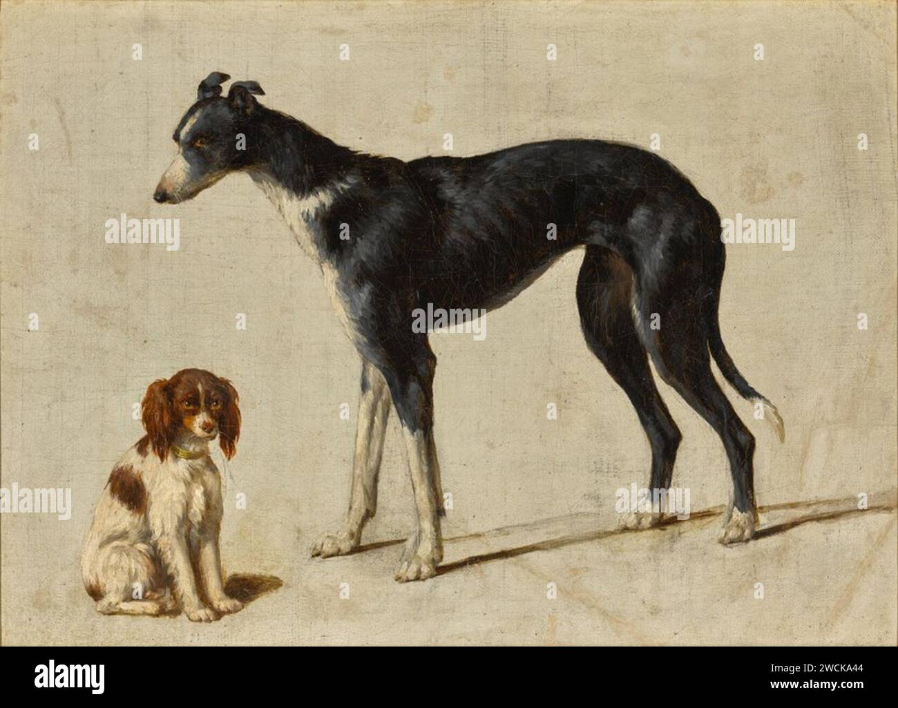 A seated Cavalier King Charles spaniel and a standing greyhound Stock ...