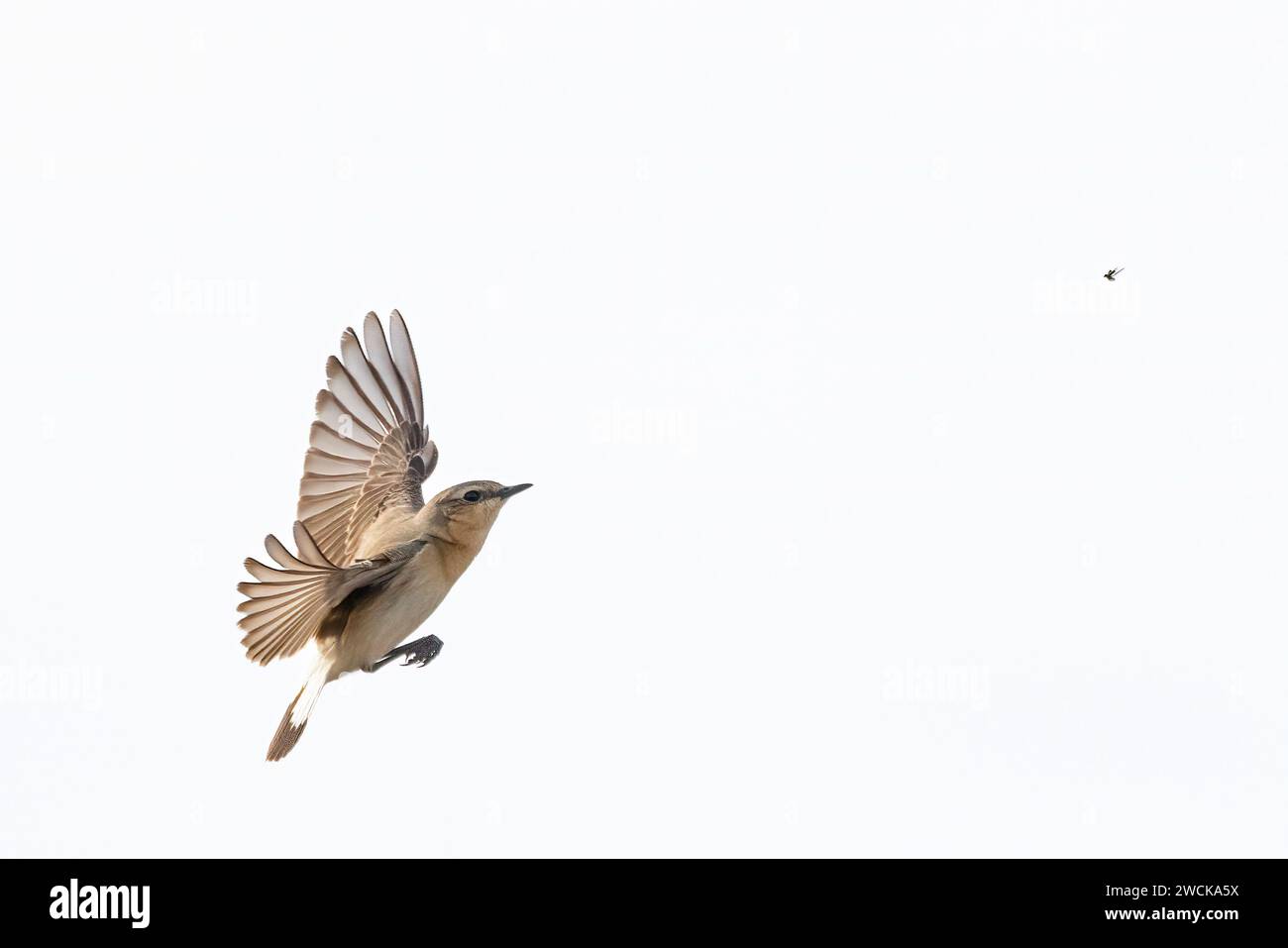 Wheatear spring Cut Out Stock Images & Pictures - Alamy