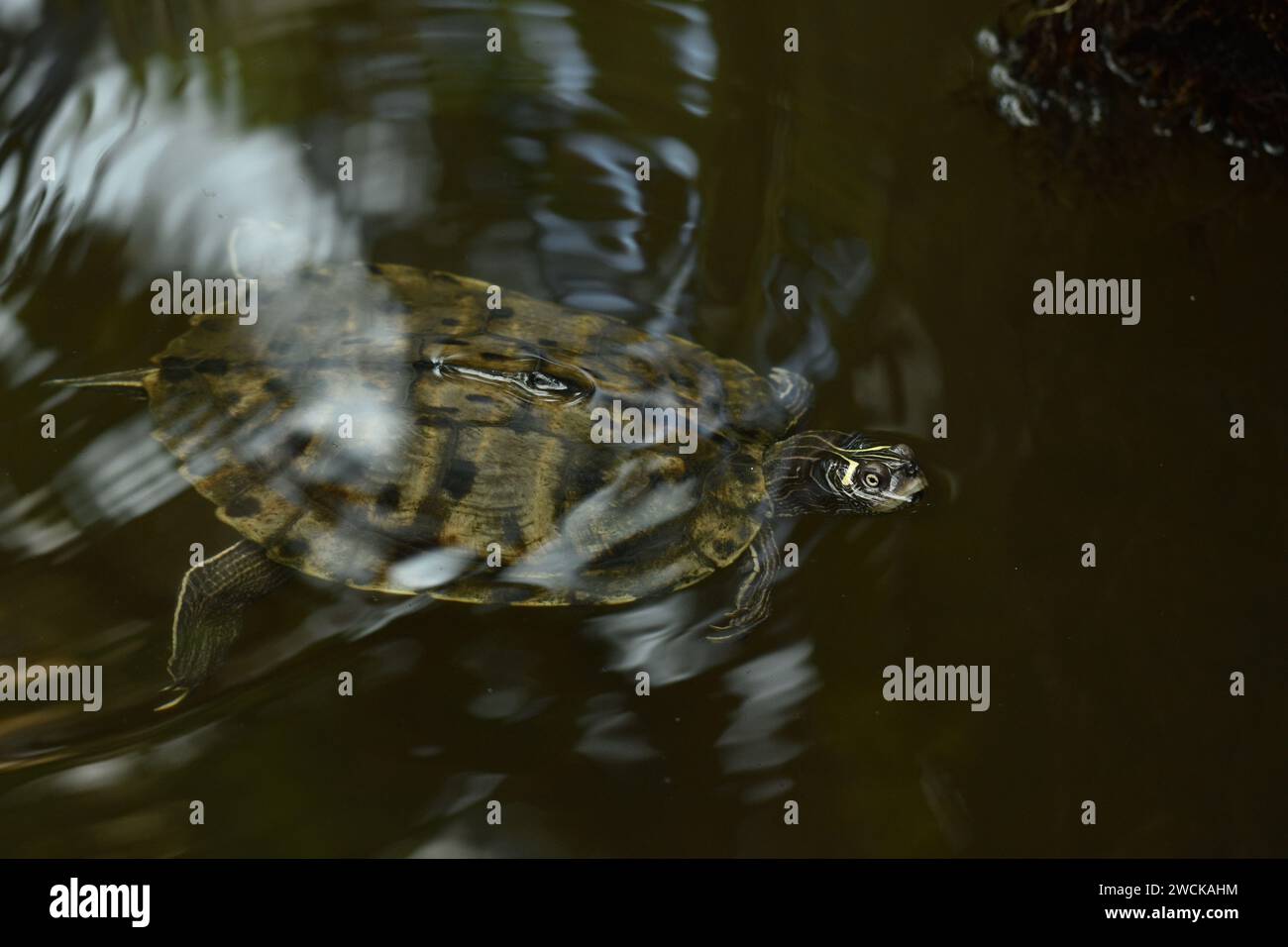 Turtle swimming to camera hi-res stock photography and images - Alamy
