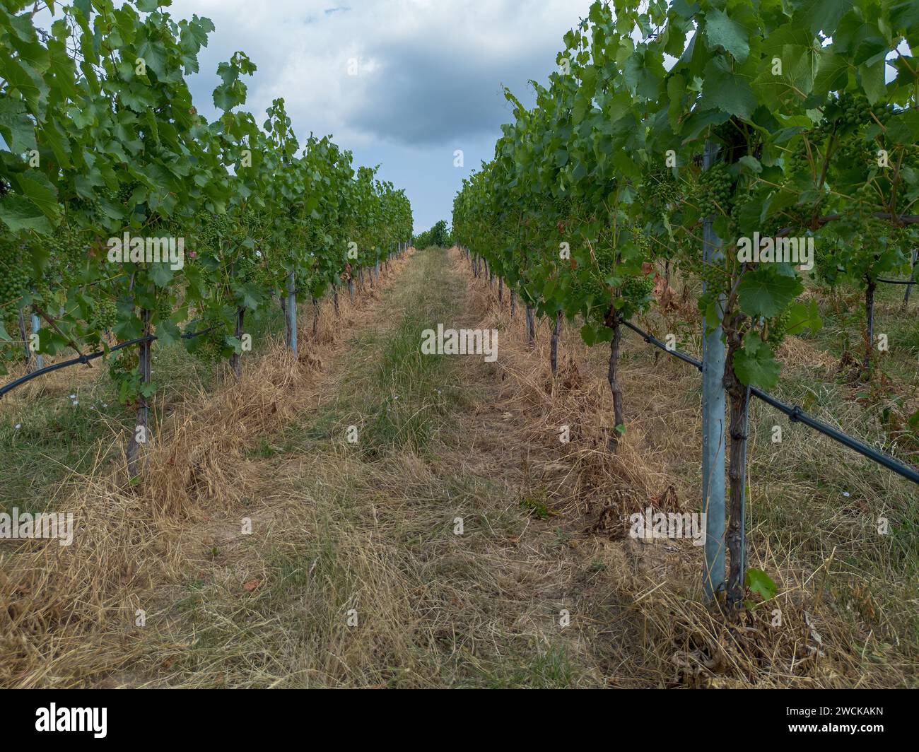 Vine field, green with fruits with different structures taken from ...