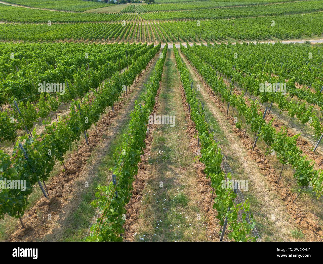 Vine field, green with fruits with different structures taken from ...