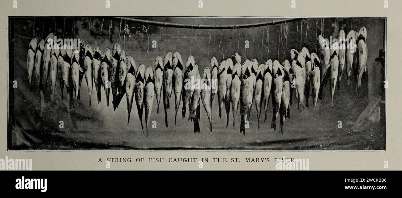A String of Fish Caught in the St. Mary's River - The Soos of to-day ...