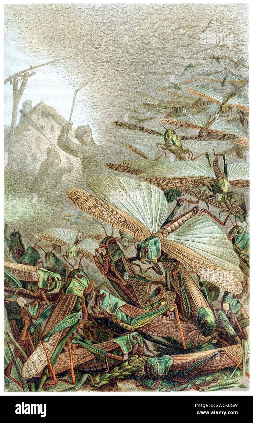 A swarm of locusts (cleaned) - Emil Schmidt Stock Photo - Alamy