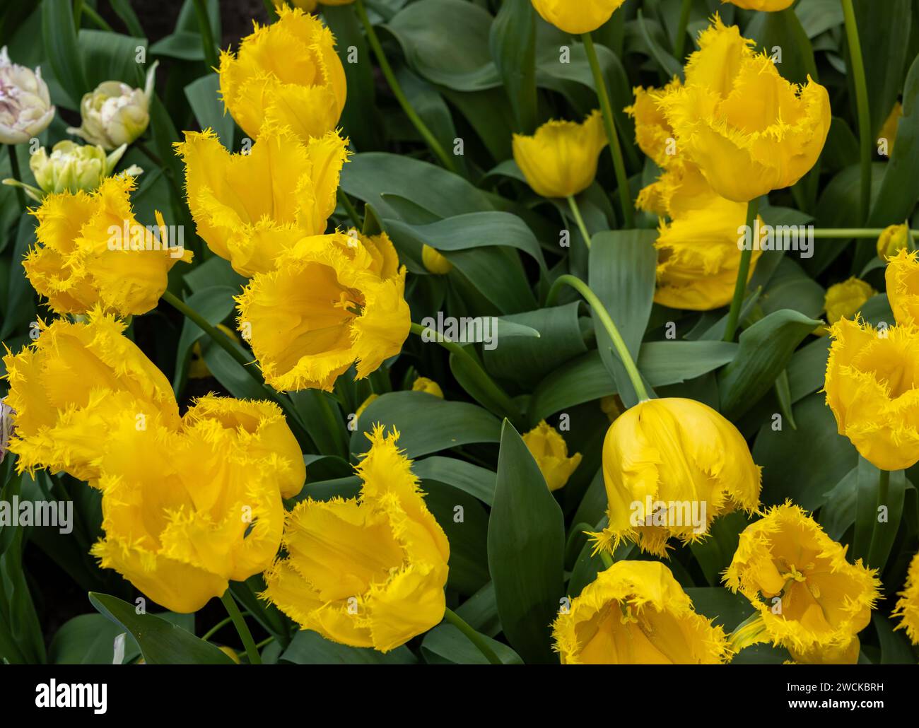 Yellow tulip called Sun Frillzz, Fringed group. Tulips are divided into ...