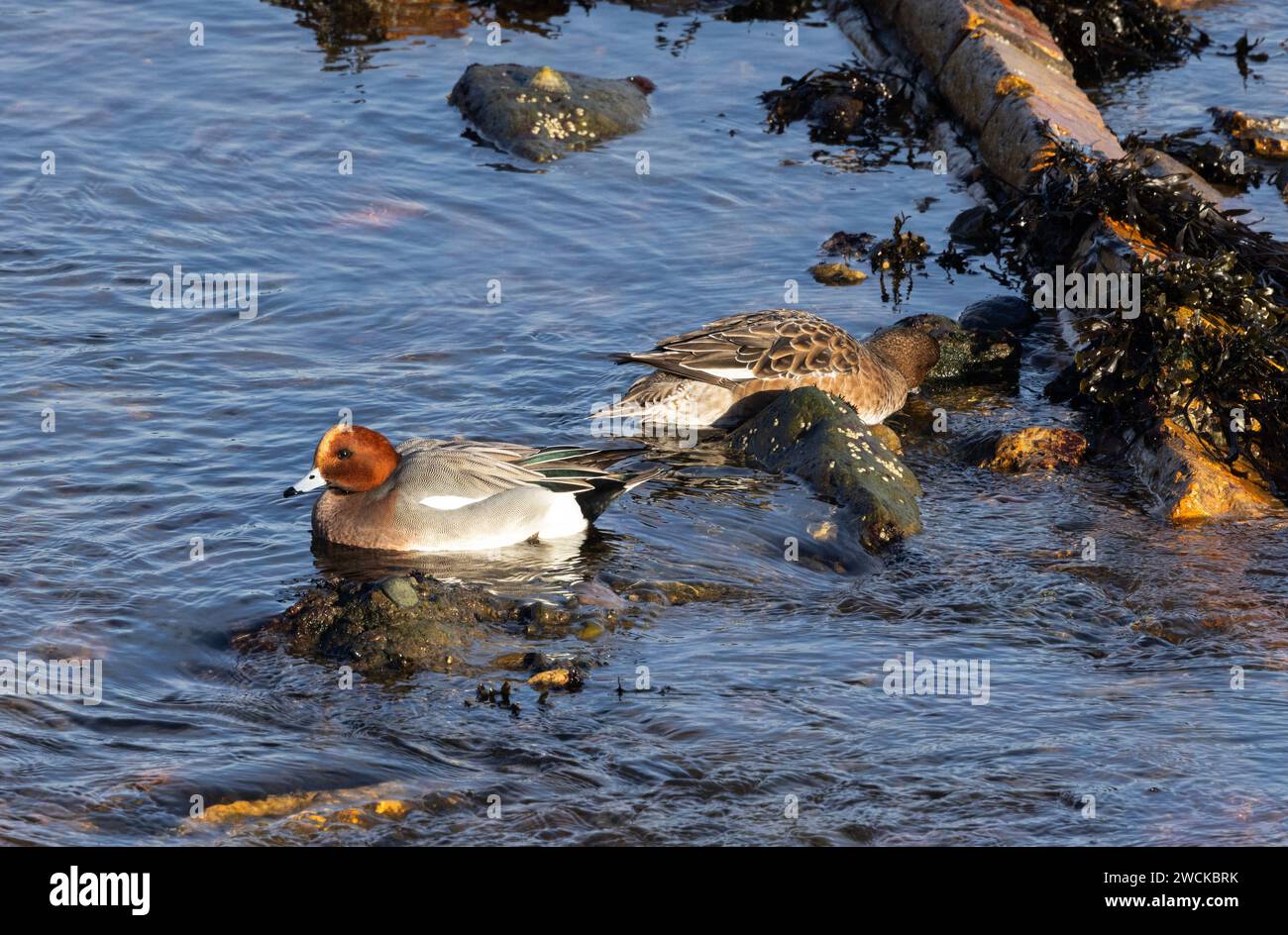 The drake Wigeon is more brightly coloured than the cryptic female ...
