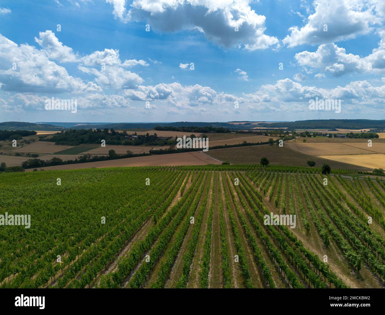 Vine field, green with fruits with different structures taken from ...