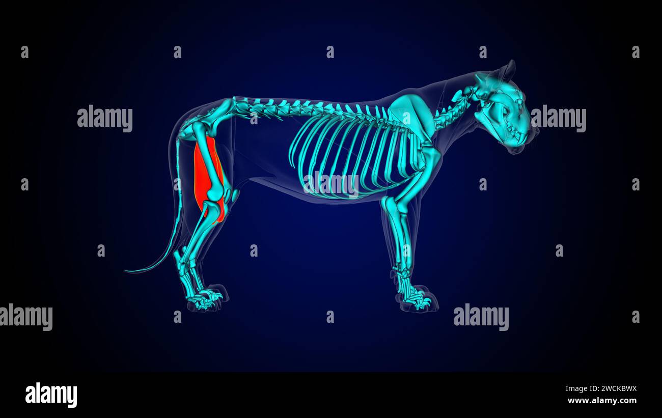 Gracilis muscle lion muscle anatomy for medical concept 3D illustration ...