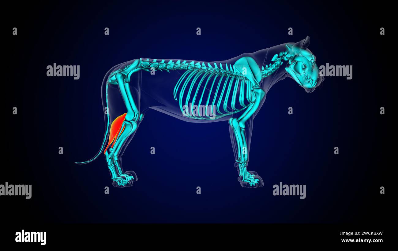 Gastronemius muscle lion muscle anatomy for medical concept 3D ...