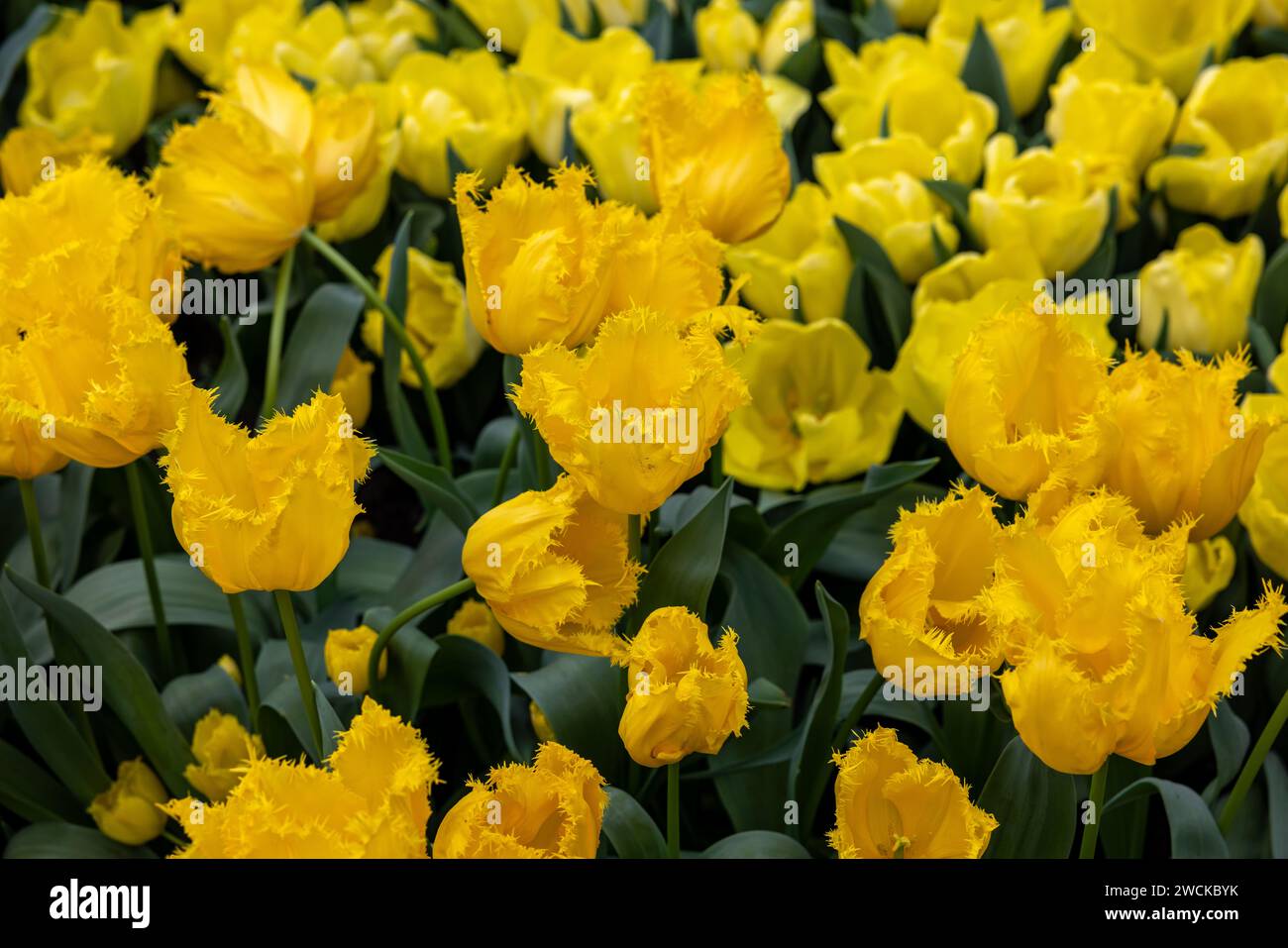 Yellow tulip called Sun Frillzz, Fringed group. Tulips are divided into ...