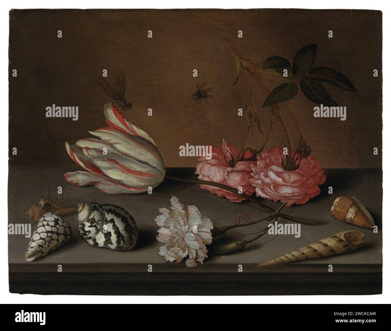 Tulip shells hi-res stock photography and images - Alamy