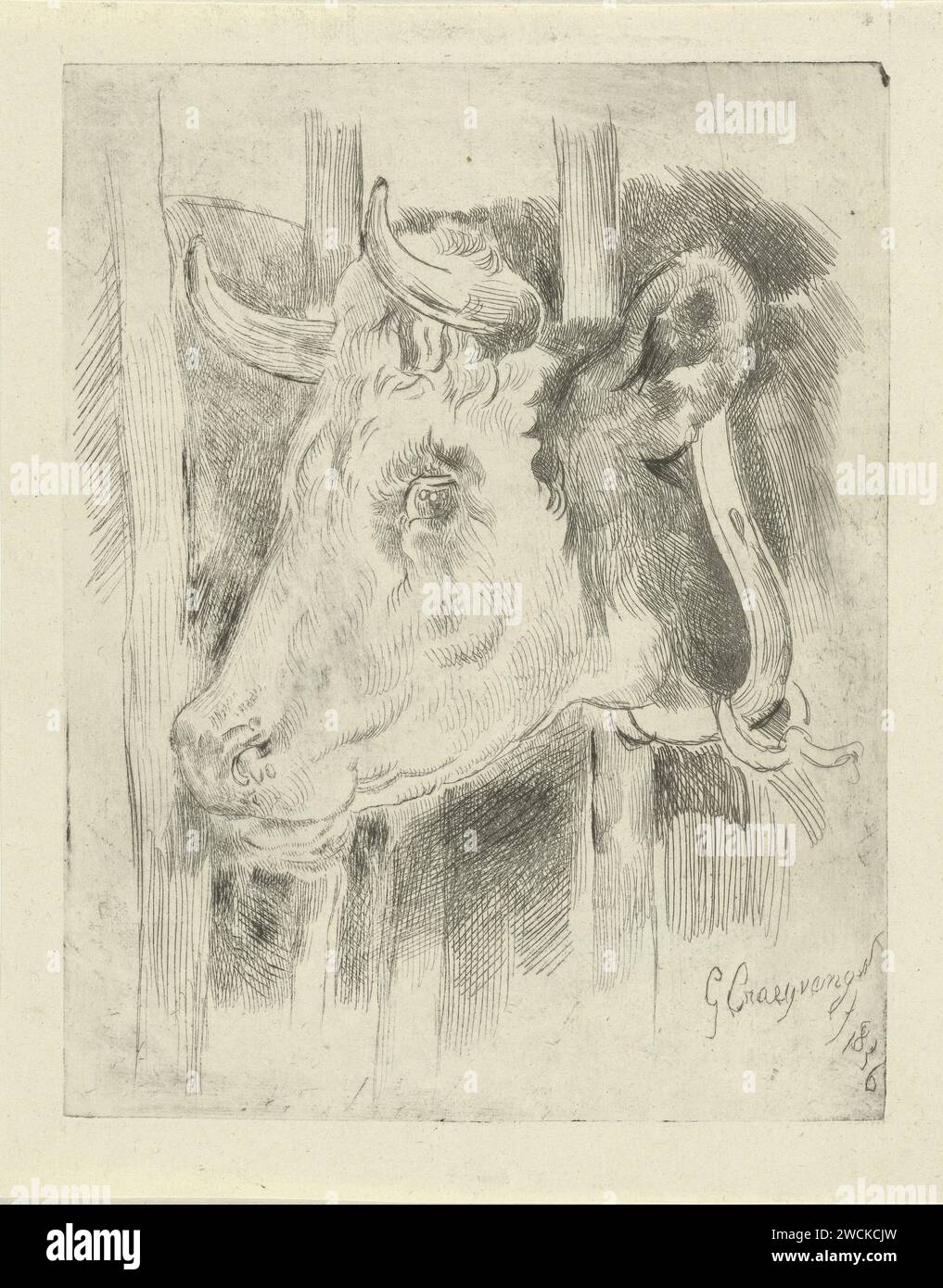 Kop van A cow, Gijsbertus Craeyvanger, 1836 print Head of a cow. To the ...