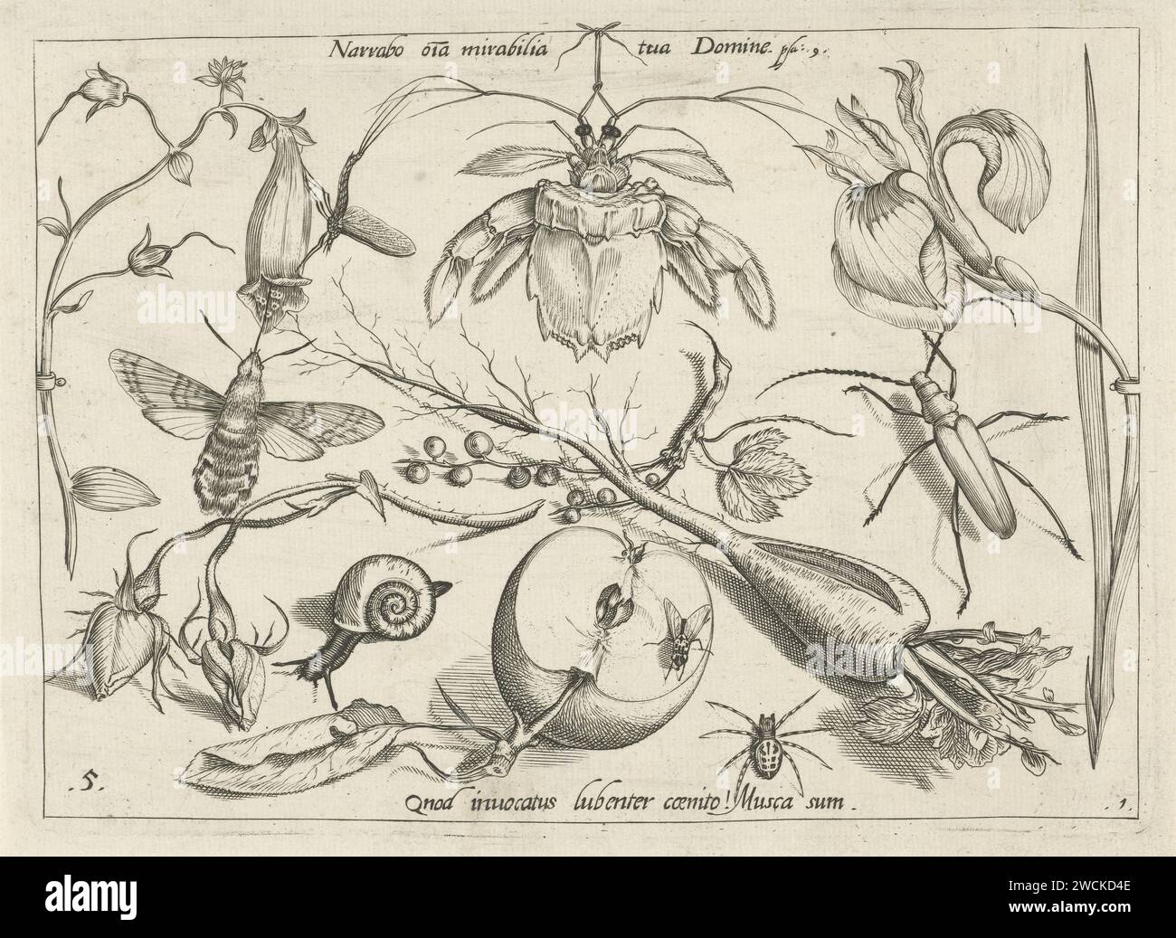 Animals, plants and fruits around a crab, Jacob Hoefnagel, after Joris ...