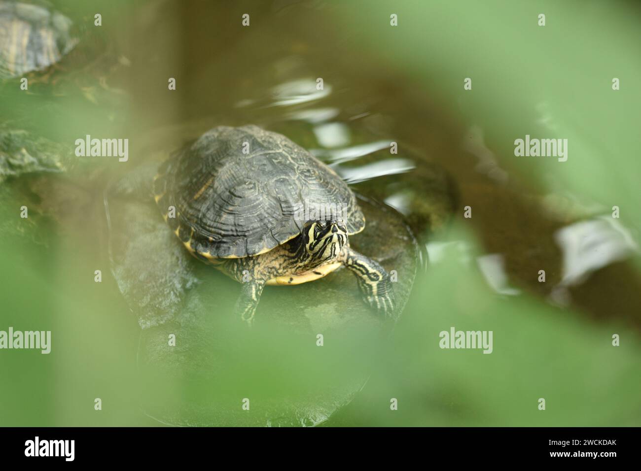 Turtle swimming to camera hi-res stock photography and images - Alamy