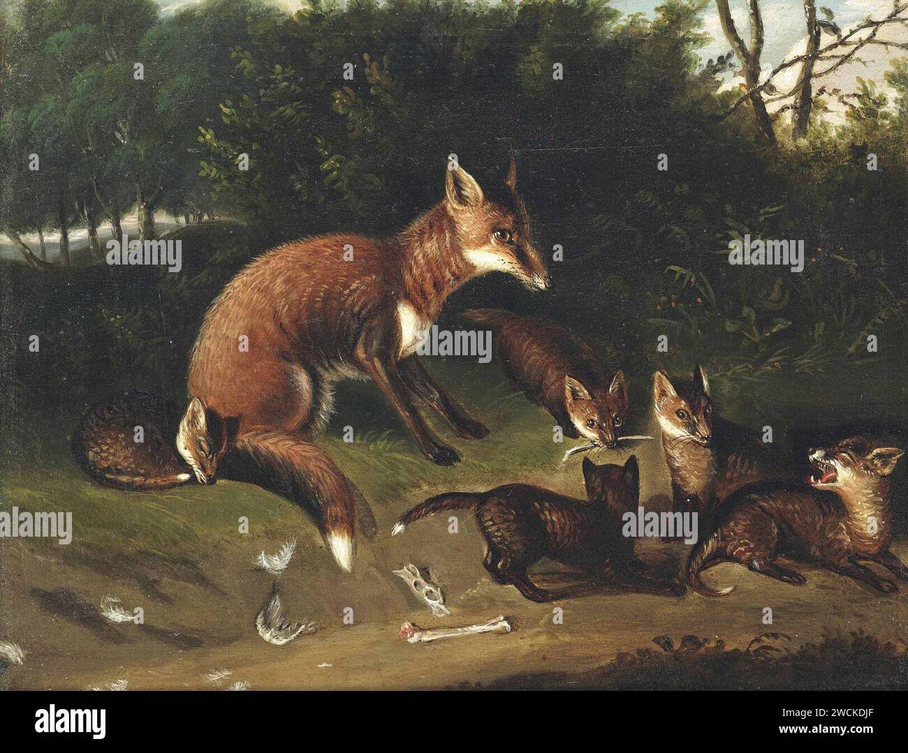 A vixen and her cubs - Samuel Raven Stock Photo - Alamy