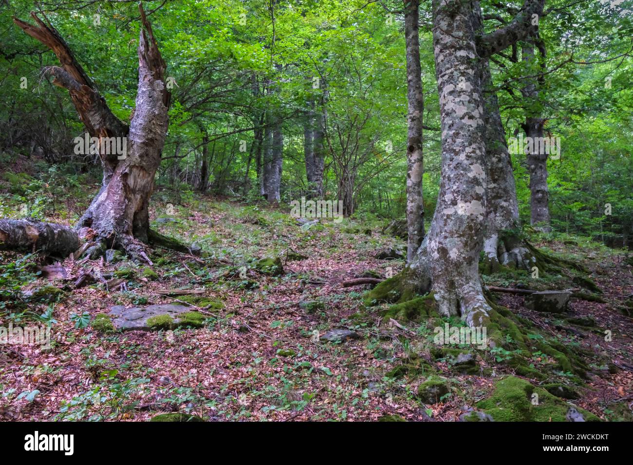 Aran Valley, Spain, forests, rivers, waterfalls, mountains Stock Photo ...