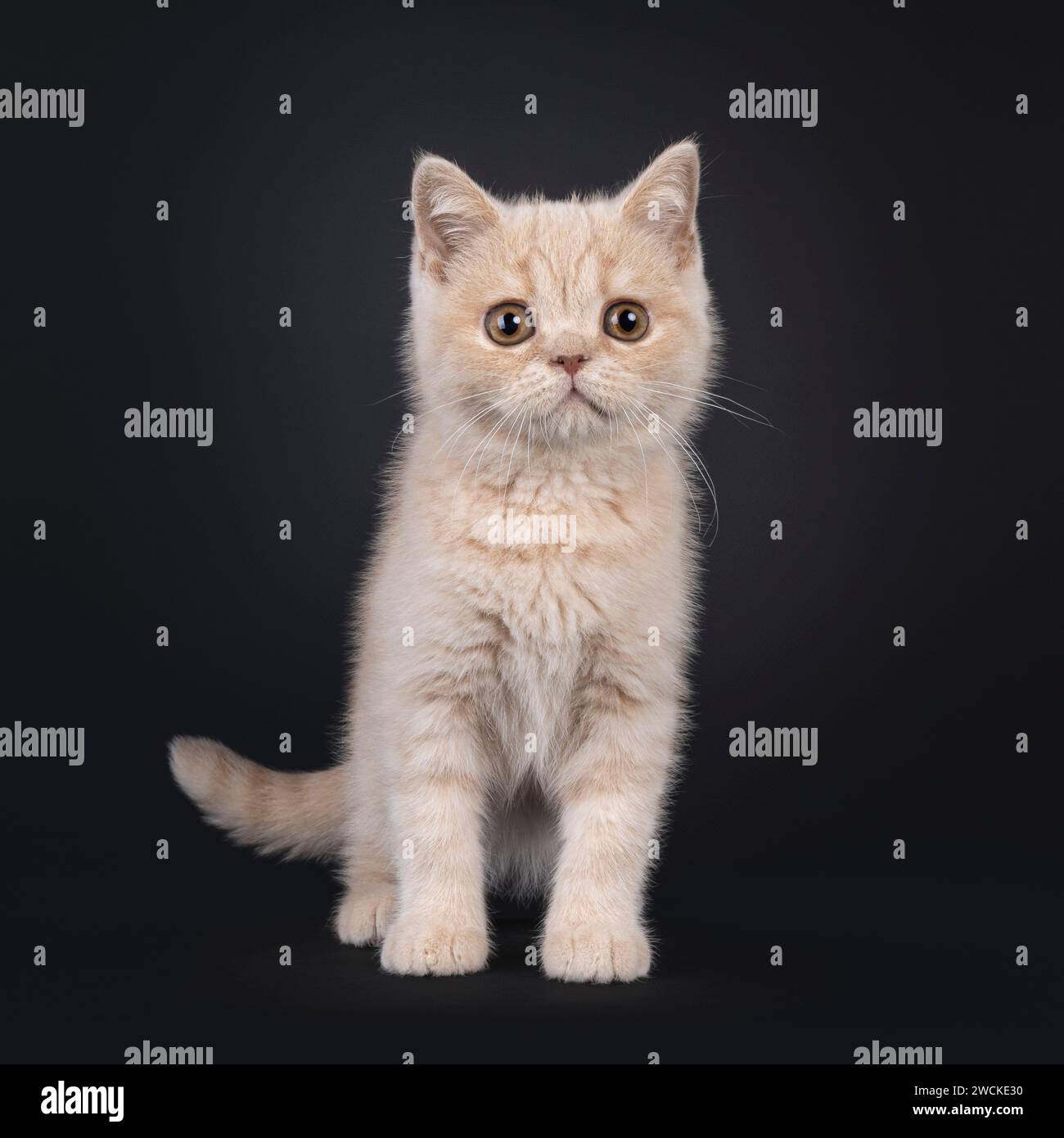 Cute British Shorthair cat kitten, standing facing front. Looking ...